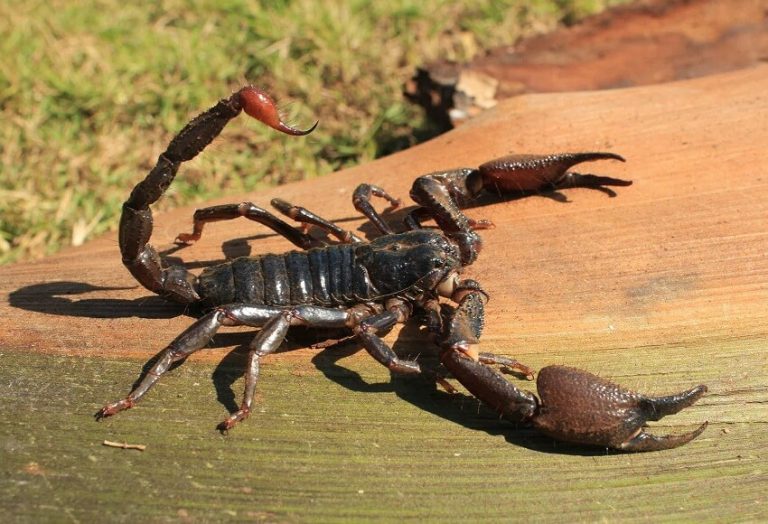 Scorpion Facts and Care Guide: Habitat, Diet and Behavior