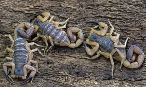 Scorpion Facts and Care Guide: Habitat, Diet and Behavior