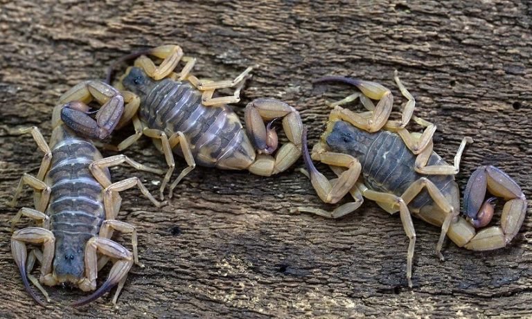 Scorpion Facts and Care Guide: Habitat, Diet and Behavior