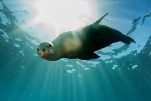 Sea Lion Facts: Habitat, Behavior and Conservation Status