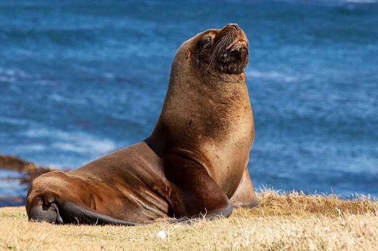 Sea Lion Facts: Habitat, Behavior and Conservation Status