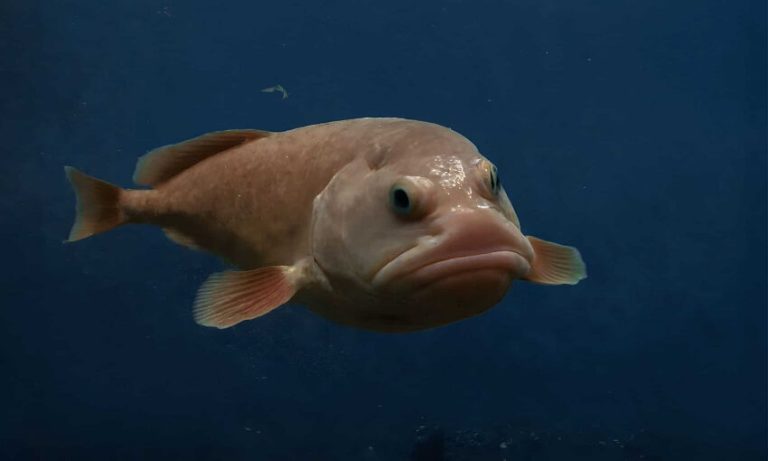 Top 11 Strangest Fish in the World You Won’t Believe Exist