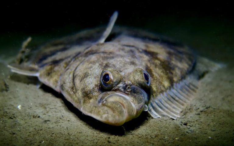 Top 11 Strangest Fish in the World You Won’t Believe Exist