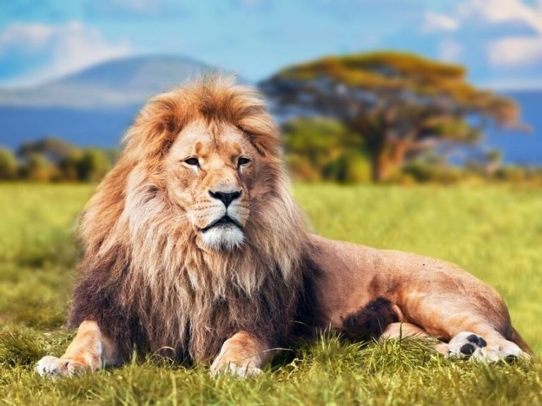 Top 10 Strongest Animals in the World Still Alive Today