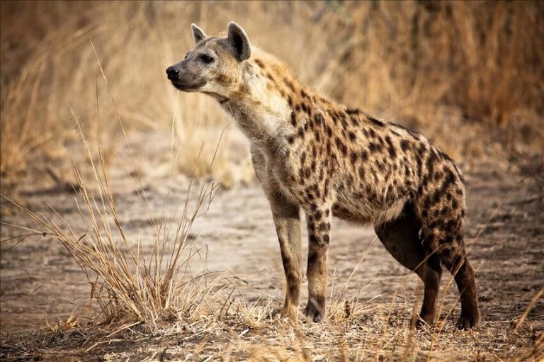 Top 10 Strongest Bite Force Animals - Number 1 Will Shock You