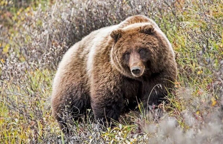Top 10 Strongest Bite Force Animals - Number 1 Will Shock You