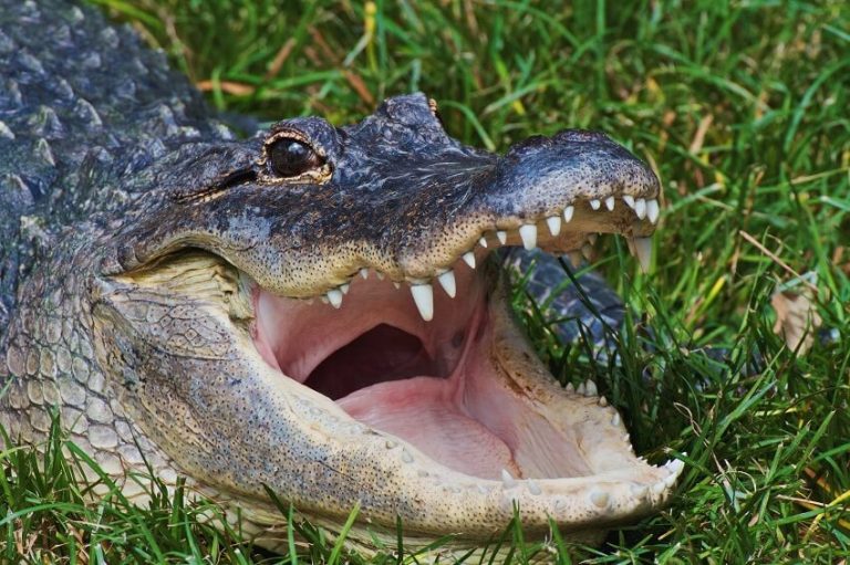 Top 10 Strongest Bite Force Animals - Number 1 Will Shock You