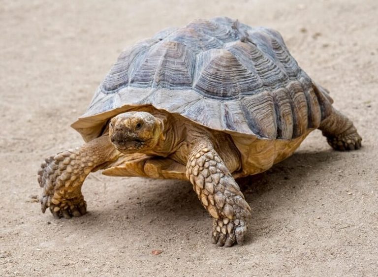 Sulcata Tortoise Care Guide: Diet, Habitat and Lifespan