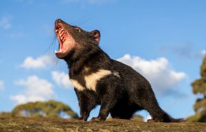 Tasmanian Devil Facts: Diet, Behavior and Habitat