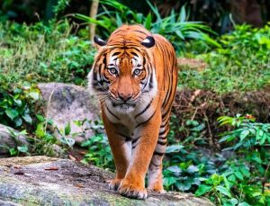 Top 6 of the Rarest Tigers in the World You Need to Know