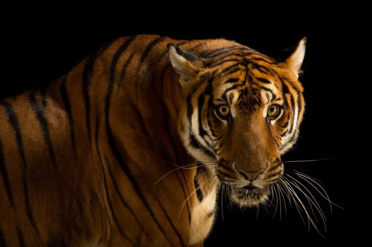 Top 6 of the Rarest Tigers in the World You Need to Know