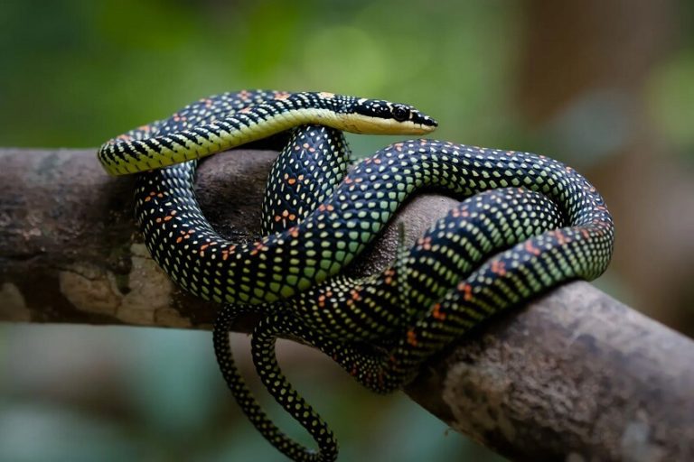 Top 5 Flying Animals That Are Not Birds - Amazing Gliders of Nature