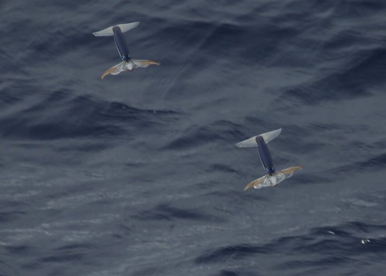 Top 5 Flying Animals That Are Not Birds - Amazing Gliders of Nature