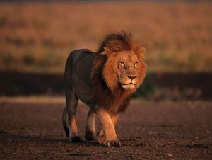 Top 9 Largest Big Cats in the World You Need to See