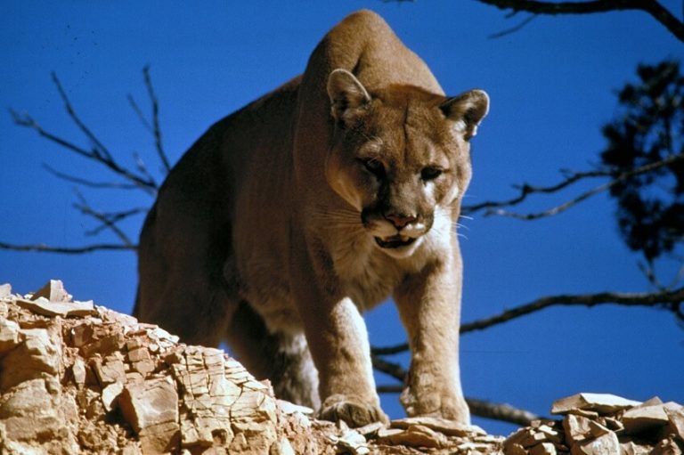 Top 9 Largest Big Cats in the World You Need to See