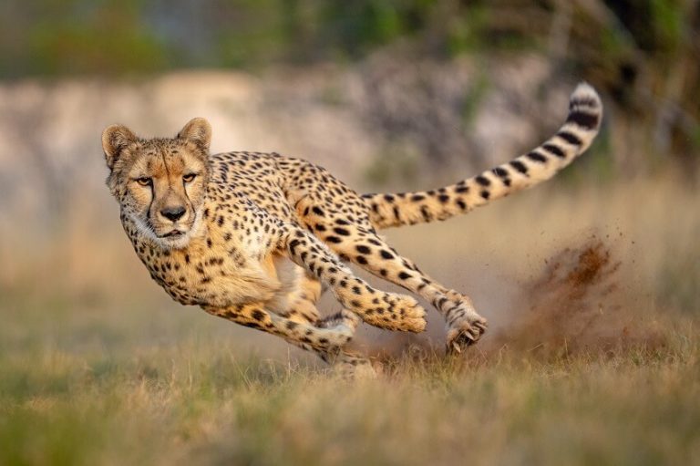 Top 9 Largest Big Cats in the World You Need to See