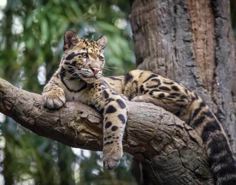 Top 9 Largest Big Cats in the World You Need to See