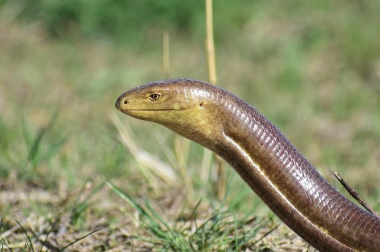 Top 10 Newly Discovered Animals You Won’t Believe Exist