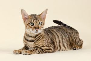 Top 9 Rare Hybrid Animals You Won’t Believe Actually Exist