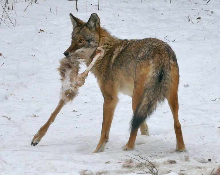Top 9 Rare Hybrid Animals You Won’t Believe Actually Exist