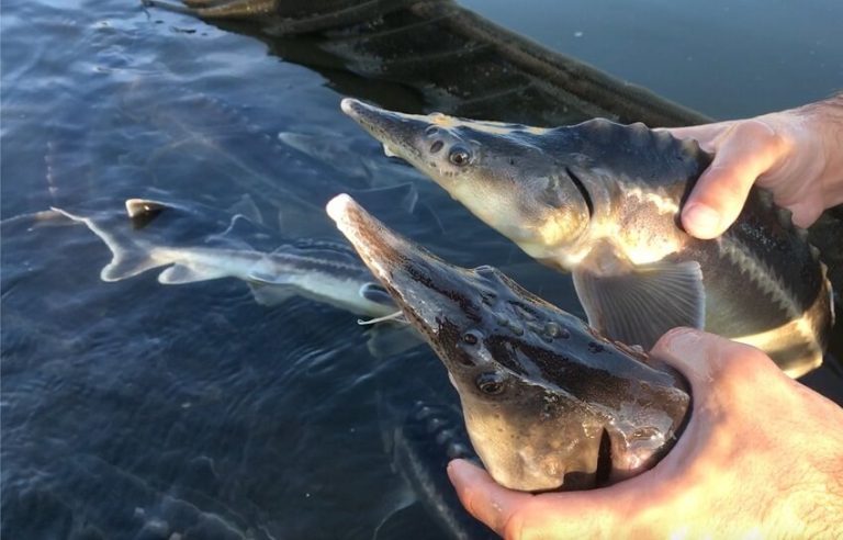 Top 9 Rare Hybrid Animals You Won’t Believe Actually Exist