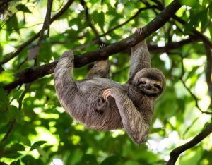 Top 11+ Slowest Animals In The World: Why They Are So Slow?