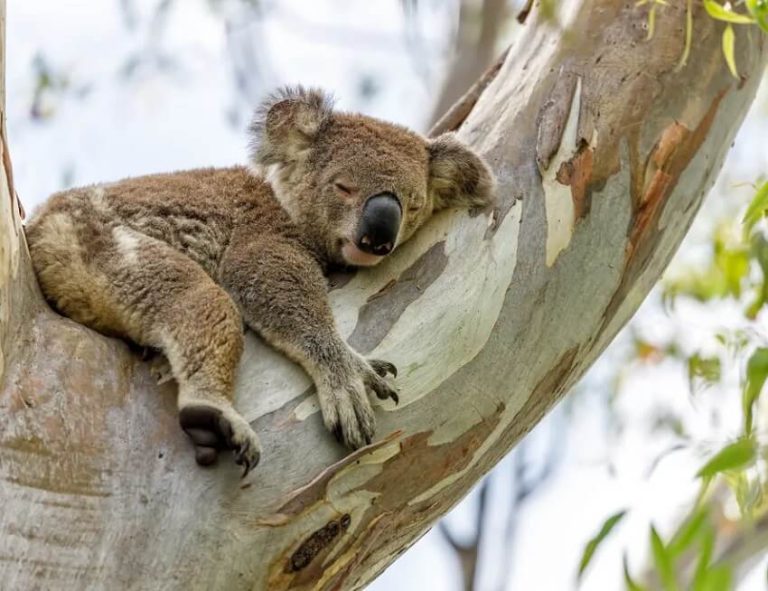 Top 11+ Slowest Animals In The World: Why They Are So Slow?