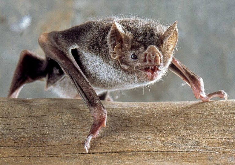 Top 6 Vampire Animals in Nature - Bloodsuckers of the Wild