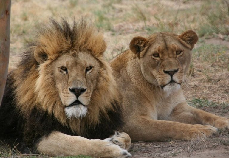Top 7 Weird Animal Mating Facts That Will Shock You