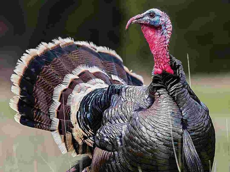 What Do Turkeys Eat? A Complete Diet Guide