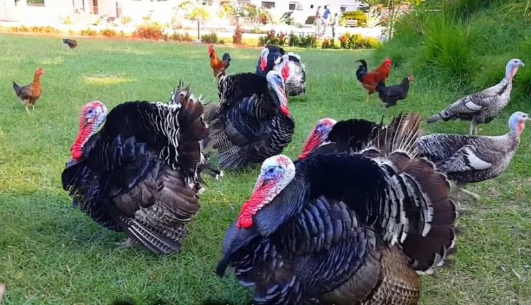 What Do Turkeys Eat? A Complete Diet Guide