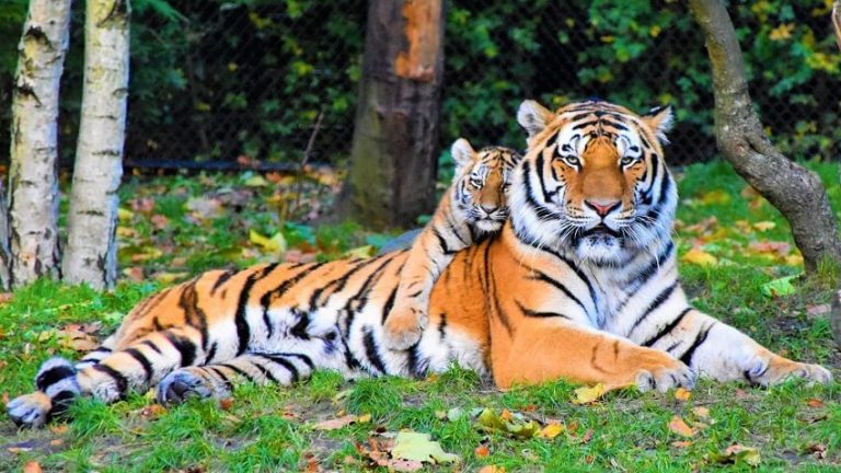 An Introduction to Tigers and What's the Biggest Tiger Species?
