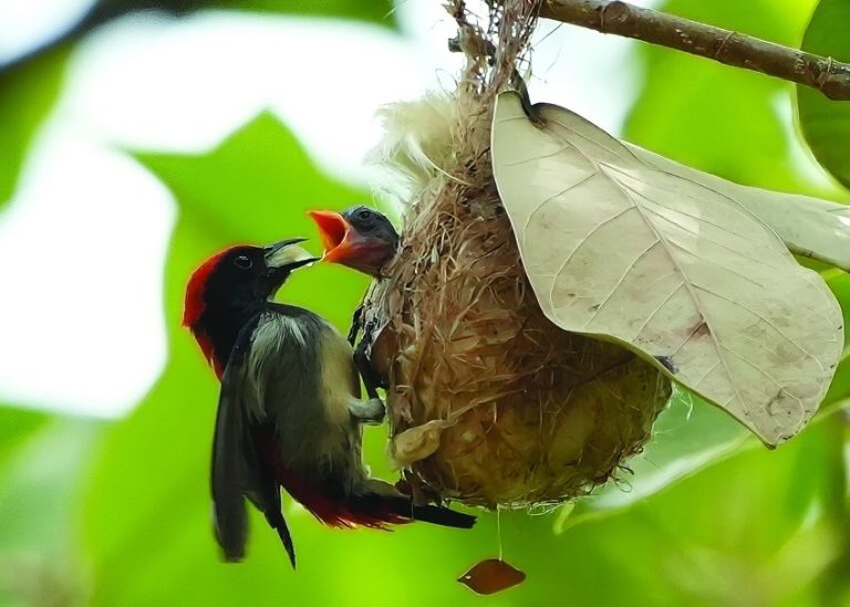 Where Do Birds Go When It Rains? Discover Their Clever Hiding Spots