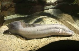 Which Fish Can Live Without Water: Amazing Survival Abilities Explained