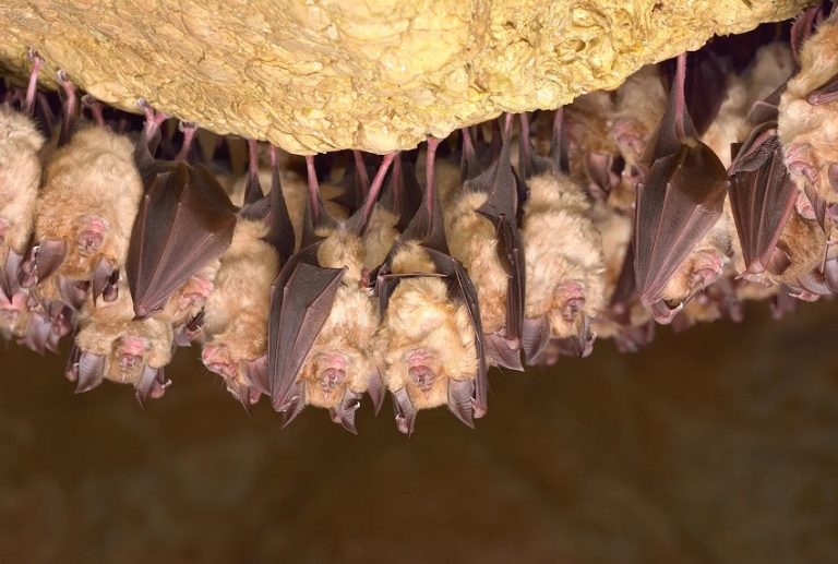 Why Do Bats Sleep Upside Down? The Fascinating Science Behind It