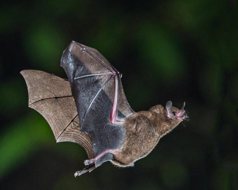 Why Do Bats Sleep Upside Down? The Fascinating Science Behind It