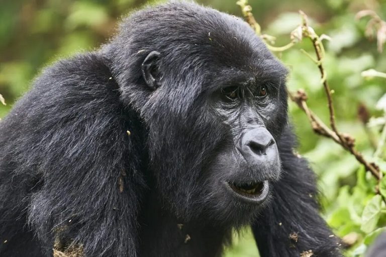 Why Do Gorillas Beat Their Chest? Explained Simply
