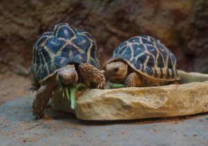 Why Do Turtles Have Shells? The Fascinating Truth Behind Nature’s Armor