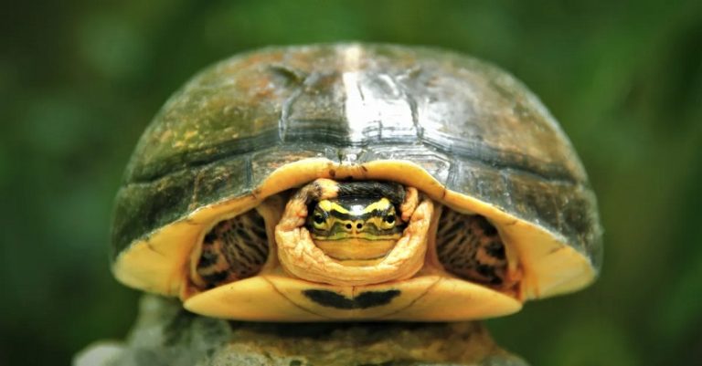 Why Do Turtles Have Shells? The Fascinating Truth Behind Nature’s Armor