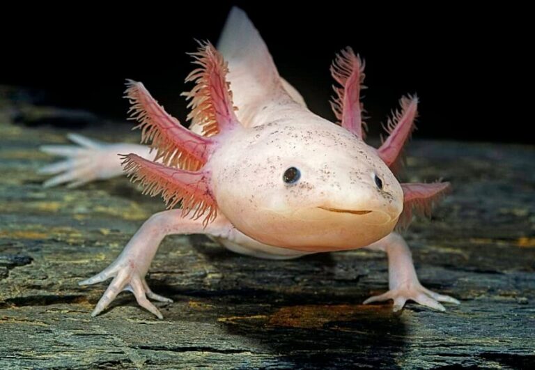 10 Interesting Facts About Axolotls You Probably Didn’t Know