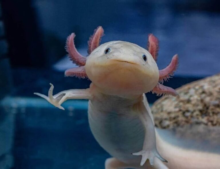 10 Interesting Facts About Axolotls You Probably Didn’t Know