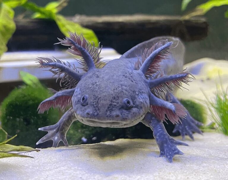 10 Interesting Facts About Axolotls You Probably Didn’t Know