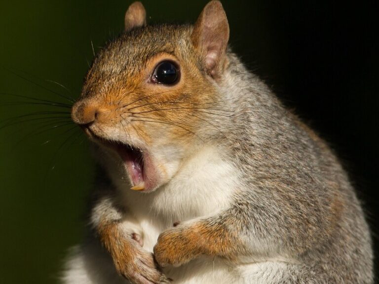 10 Interesting Facts About Squirrels: Nature’s Clever Little Creatures