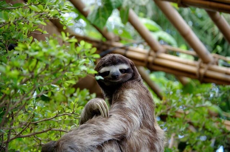 Top 10 Interesting Facts About Sloths That Will Surprise You
