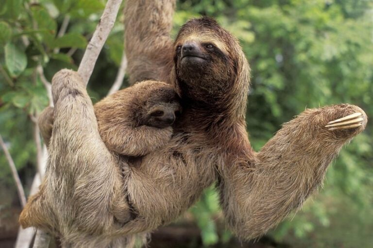 Top 10 Interesting Facts About Sloths That Will Surprise You