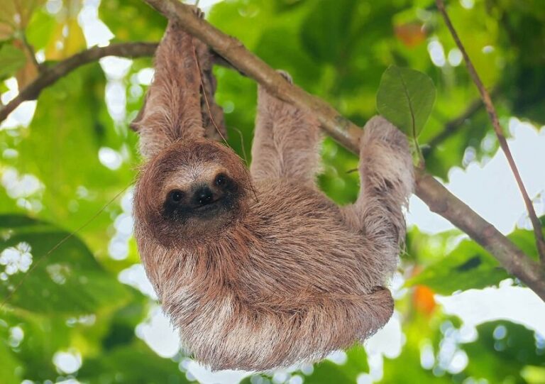 Top 10 Interesting Facts About Sloths That Will Surprise You