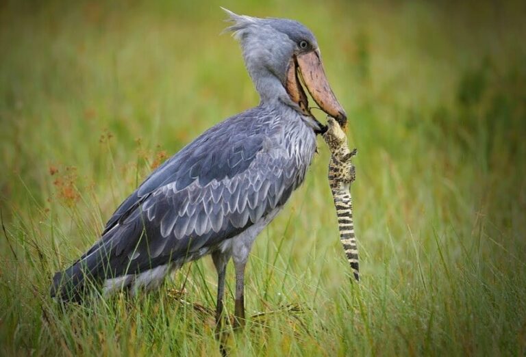 Most Dangerous Bird in the World - Facts About the Deadliest Bird Alive
