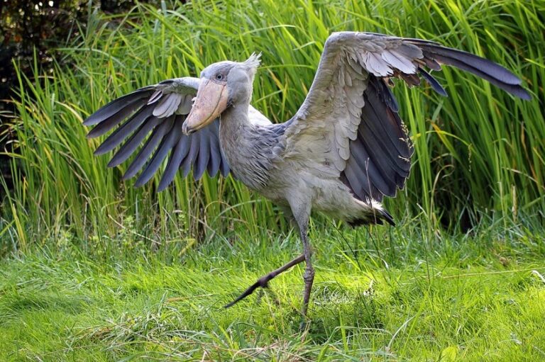 Most Dangerous Bird in the World - Facts About the Deadliest Bird Alive
