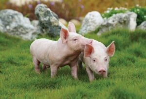 Top 10 Interesting Facts About Pigs You Probably Didn’t Know